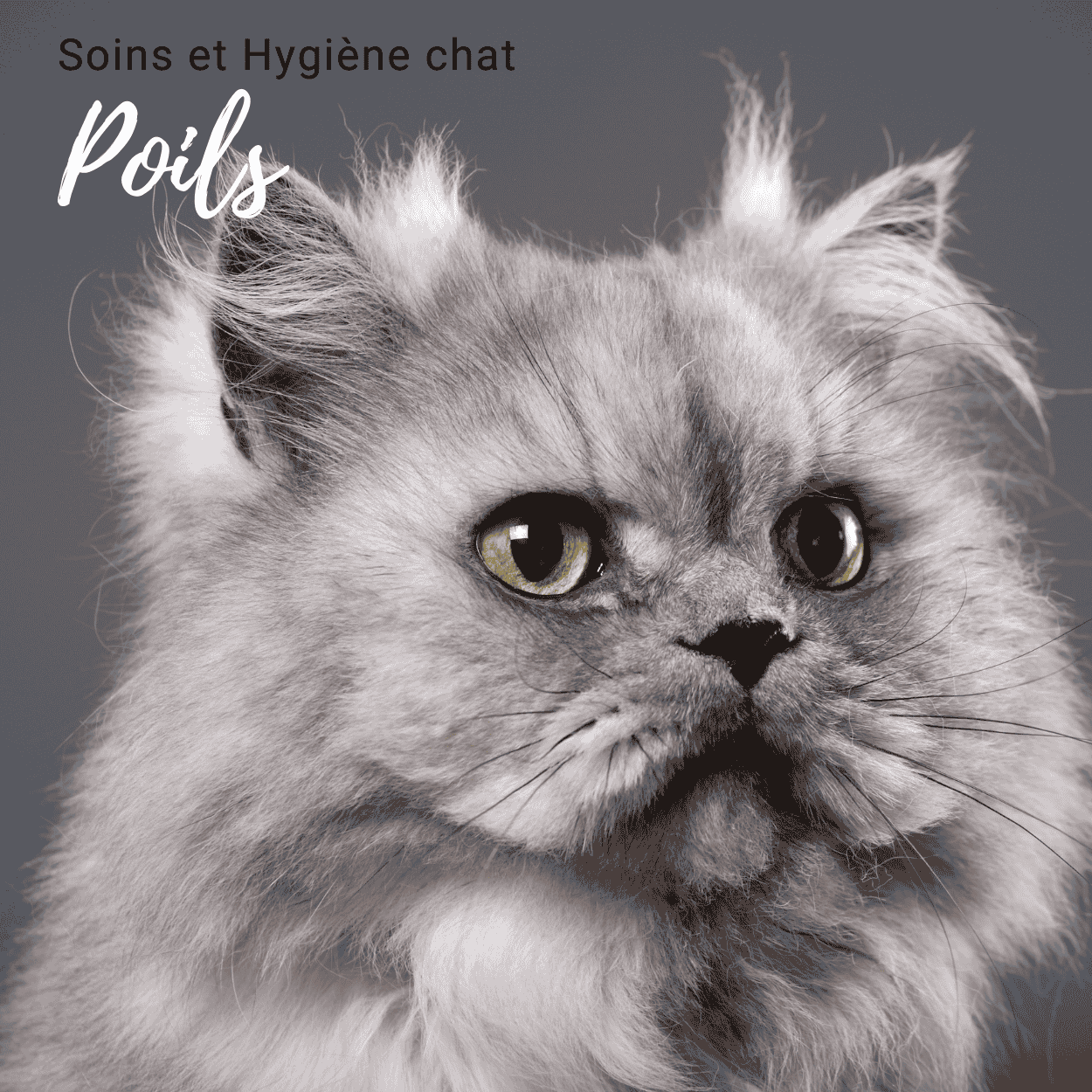 Soins naturels pour les Poils des chats – Naturopapatte