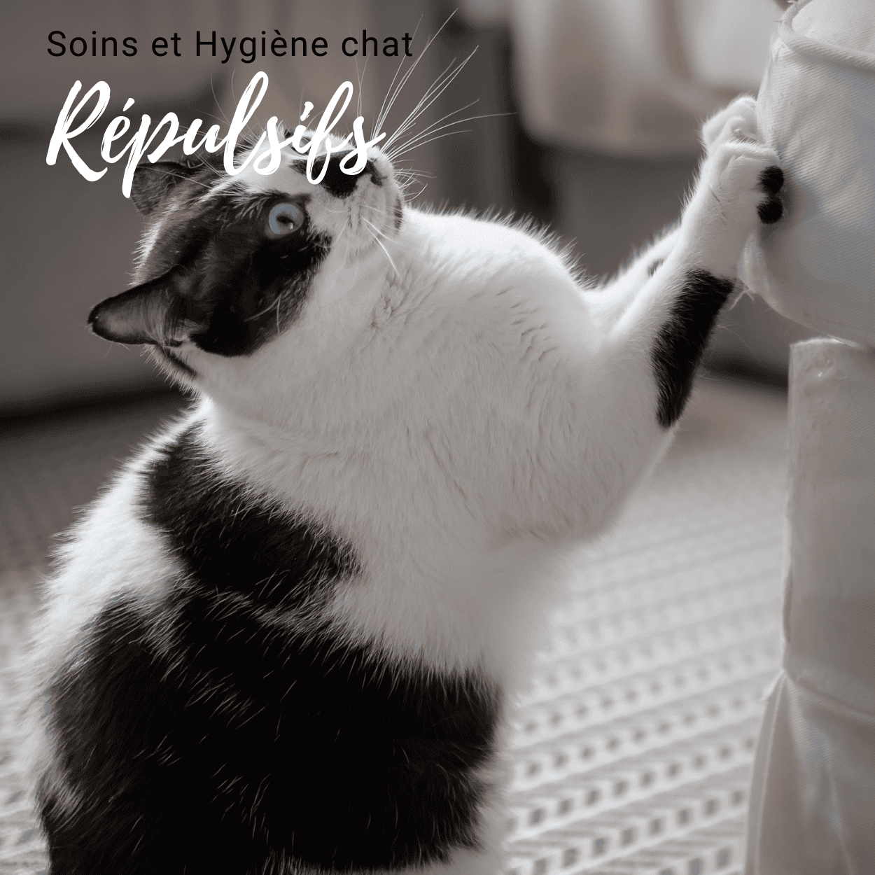 Répulsifs chat - Solution 100% naturelle – Naturopapatte